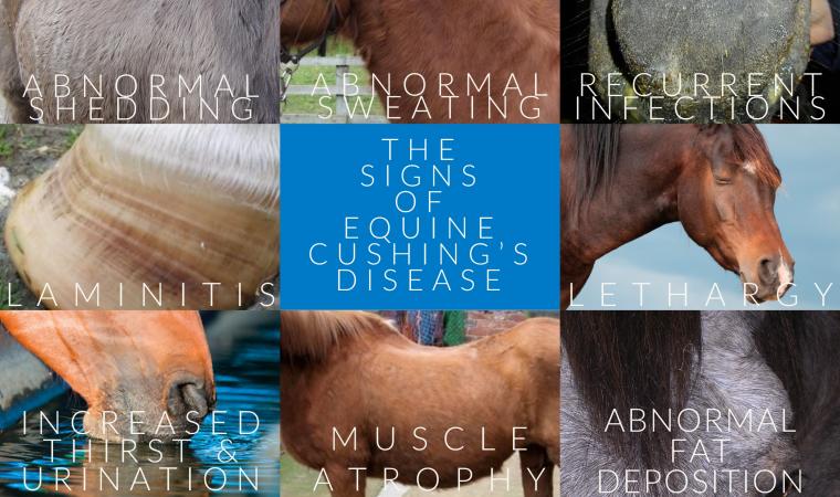 Spotting the signs of Equine Cushing's disease | Talk About Laminitis